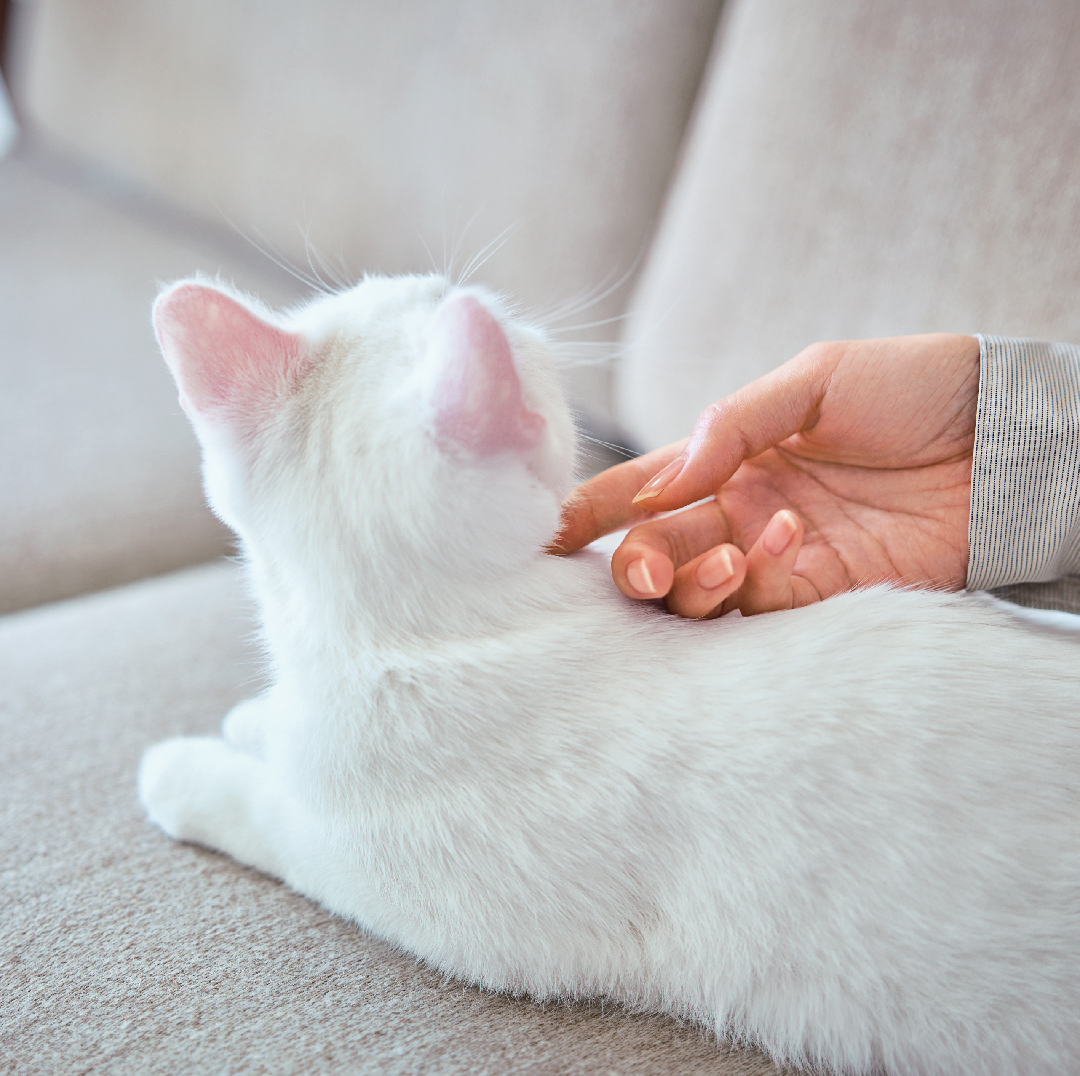 #STAYHOMEWITHORBIS Survival Kit | ORBIS Official Malaysia